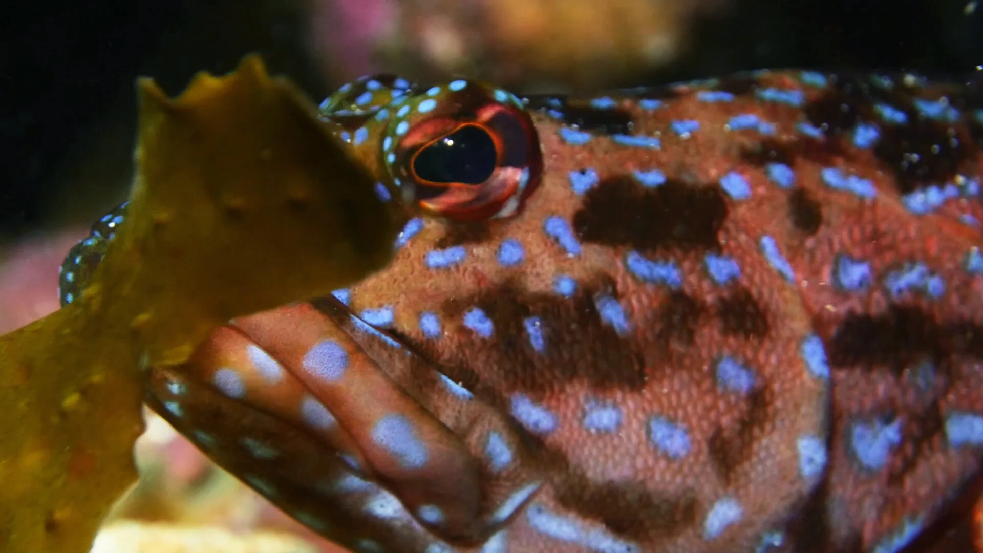 Harlequin Fish | Great Southern Reef