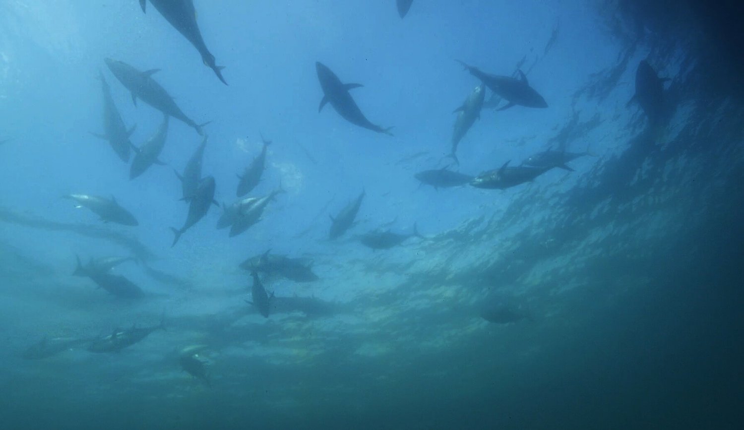 Southern Bluefin Tuna | Great Southern Reef