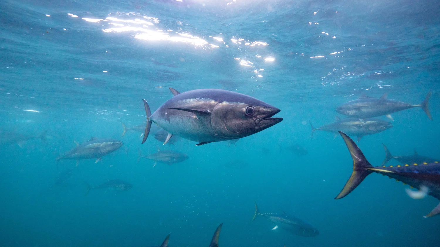 Southern Bluefin Tuna | Great Southern Reef