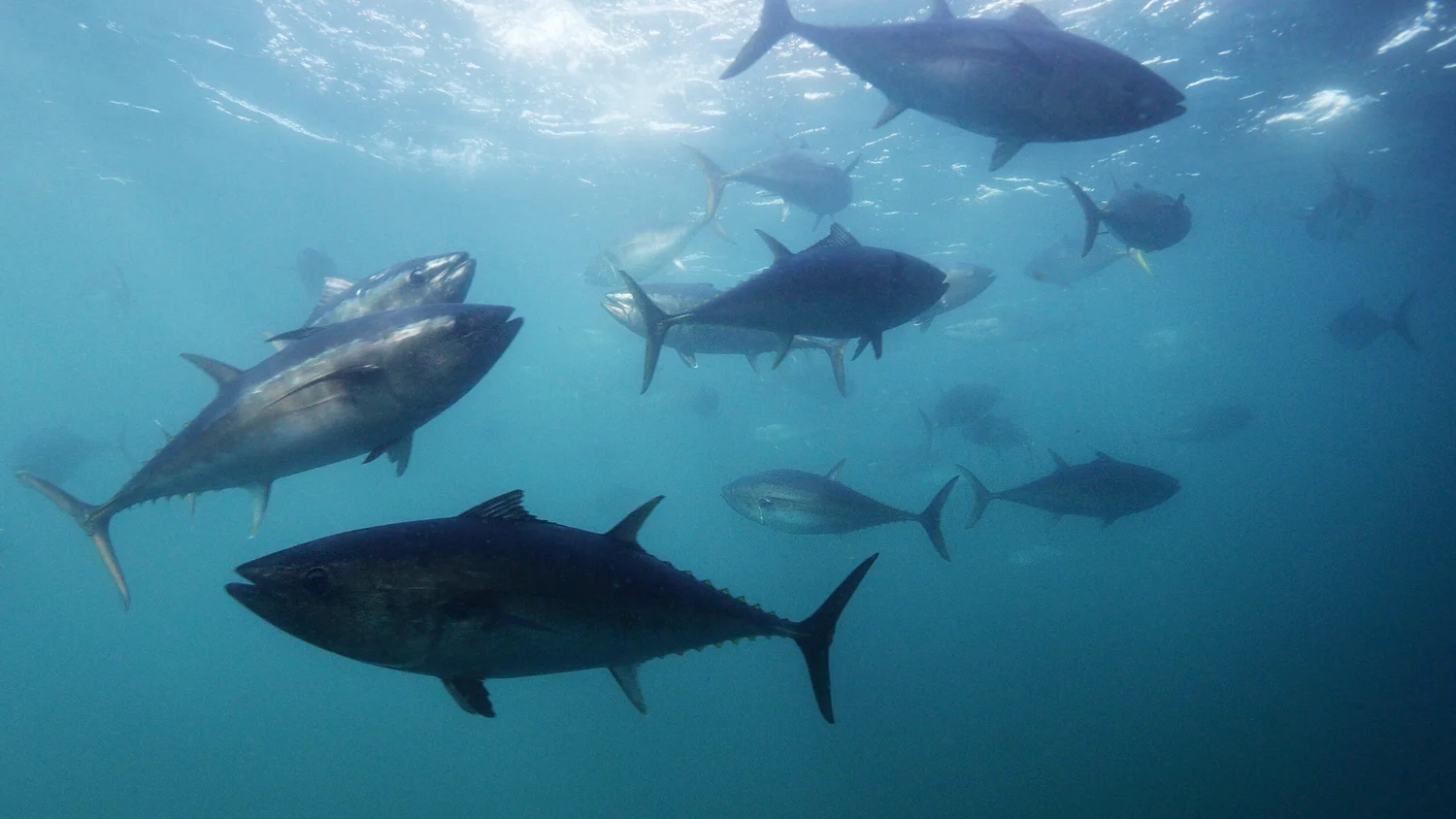 Southern Bluefin Tuna | Great Southern Reef