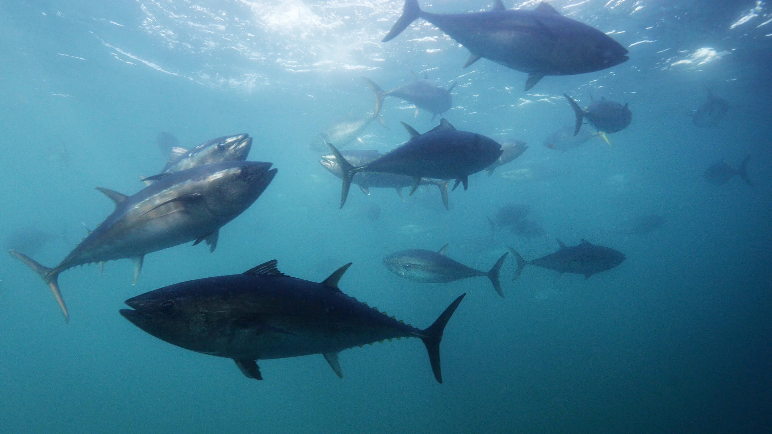 Southern Bluefin Tuna | Great Southern Reef