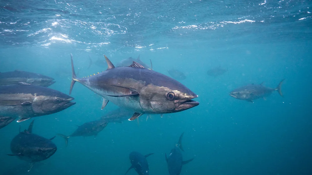 Fish | Great Southern Reef