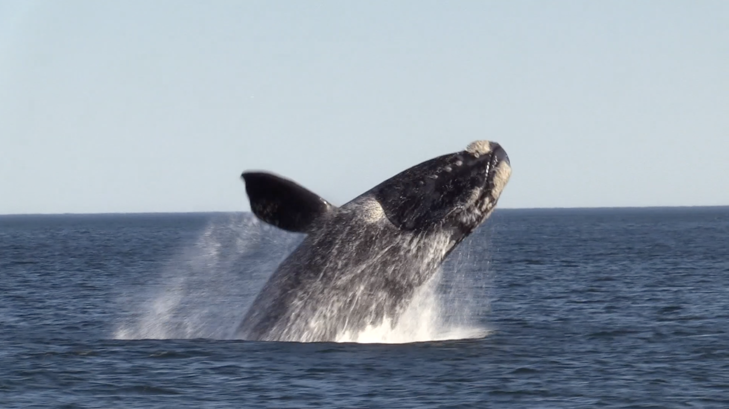 Southern Right Whale | Great Southern Reef