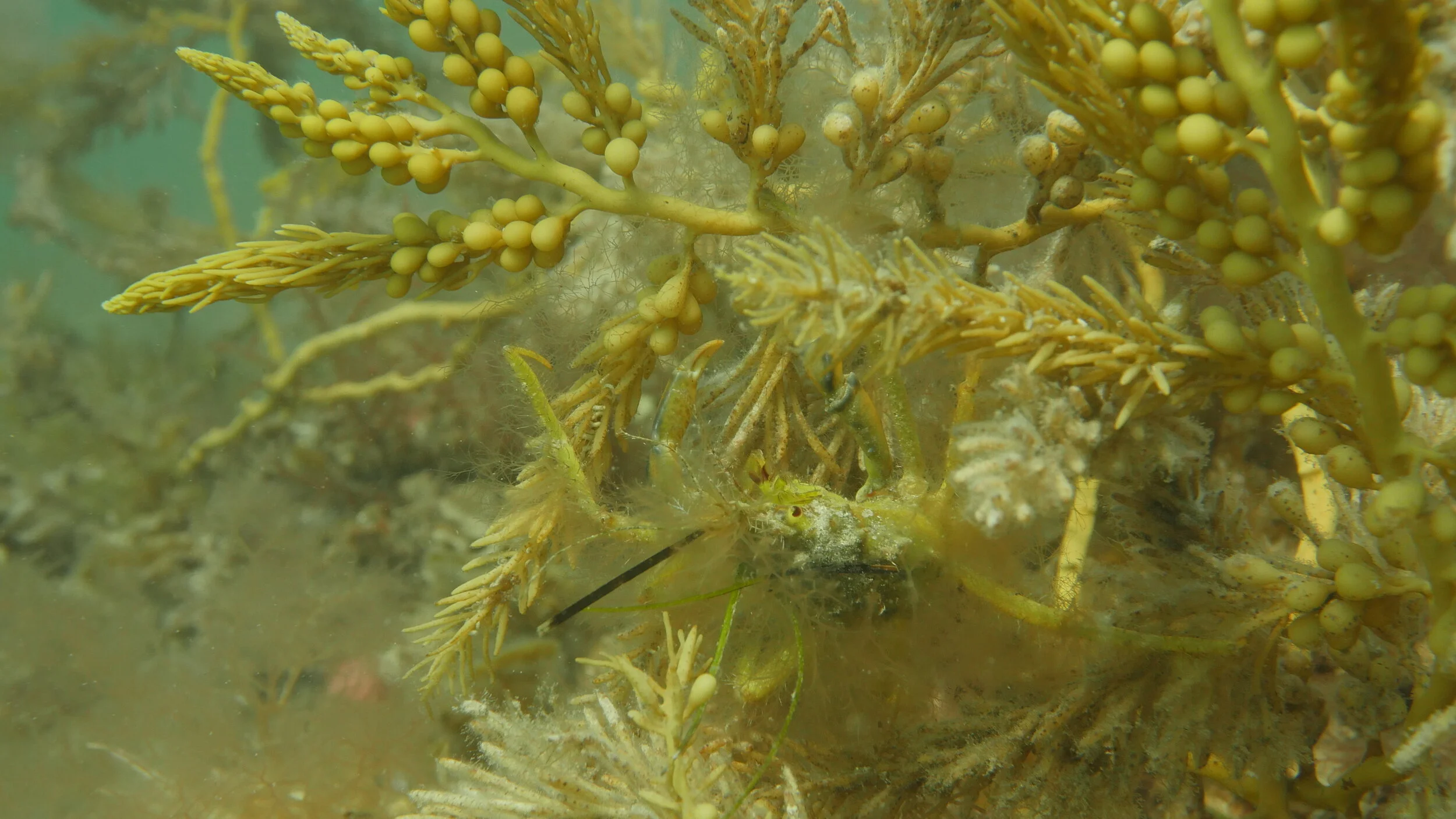 MARINE LIFE | Great Southern Reef
