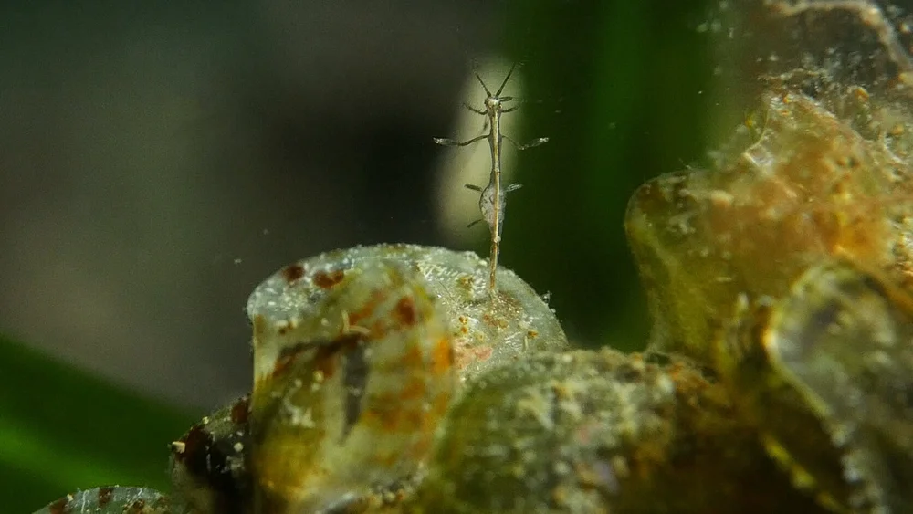 Skeleton Shrimp | Great Southern Reef