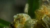 Skeleton Shrimp | Great Southern Reef