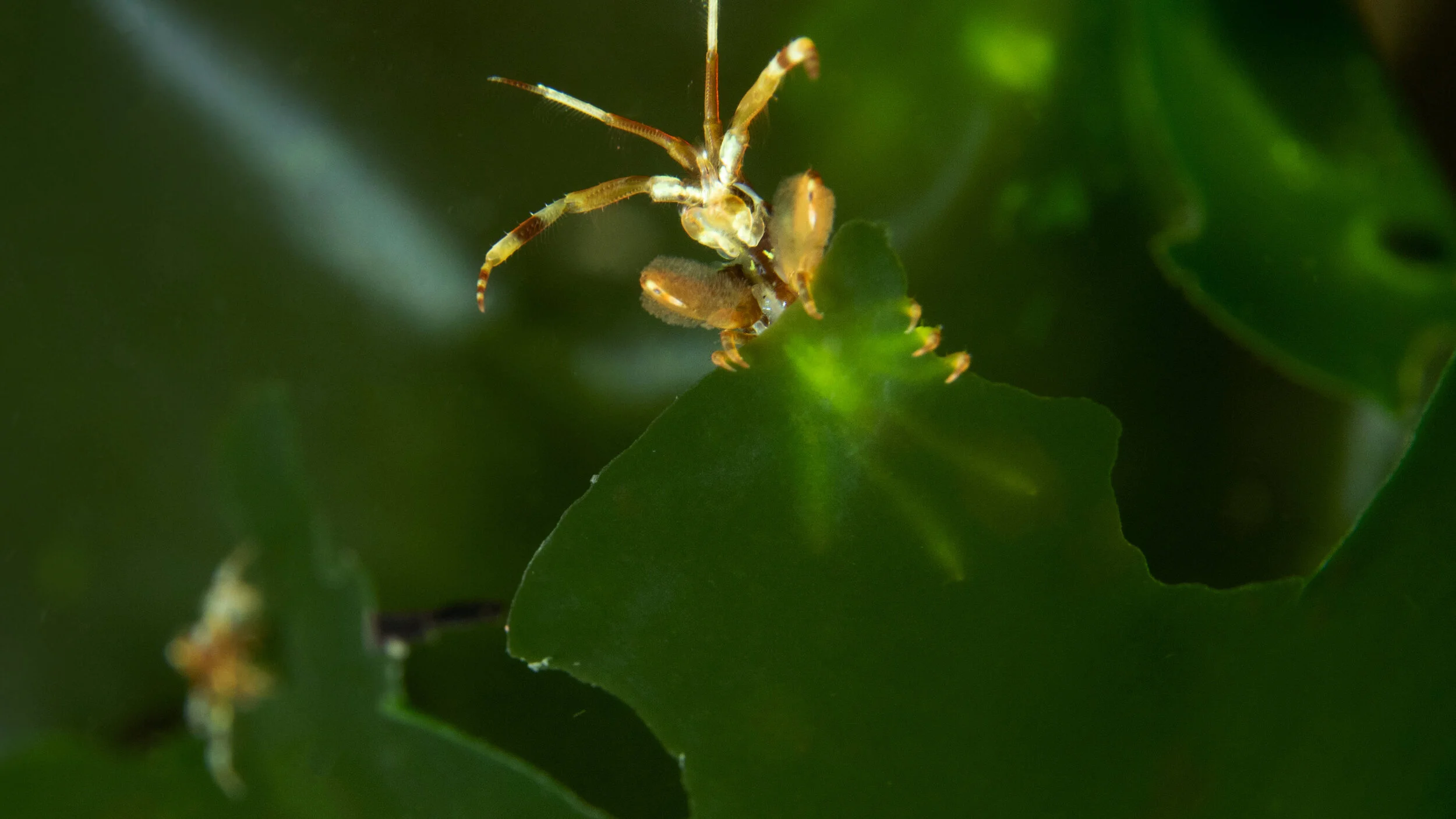 Skeleton Shrimp | Great Southern Reef