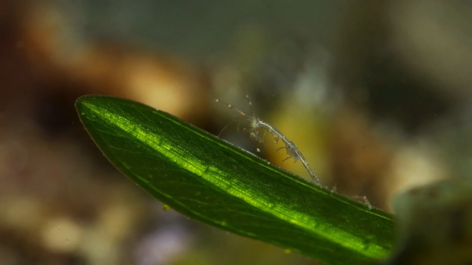 Skeleton Shrimp | Great Southern Reef