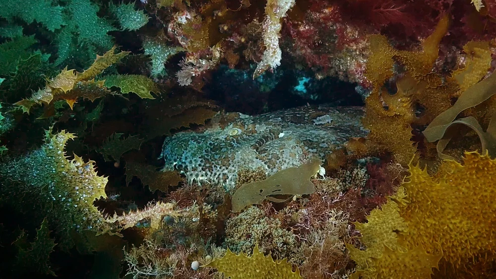 Fish | Great Southern Reef