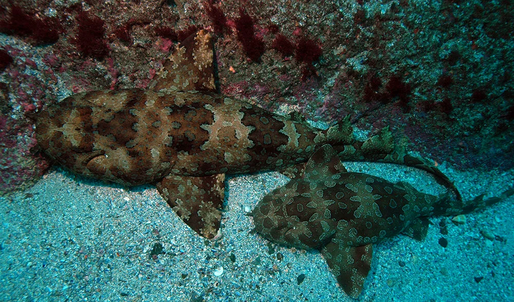 Spotted Wobbegong | Great Southern Reef