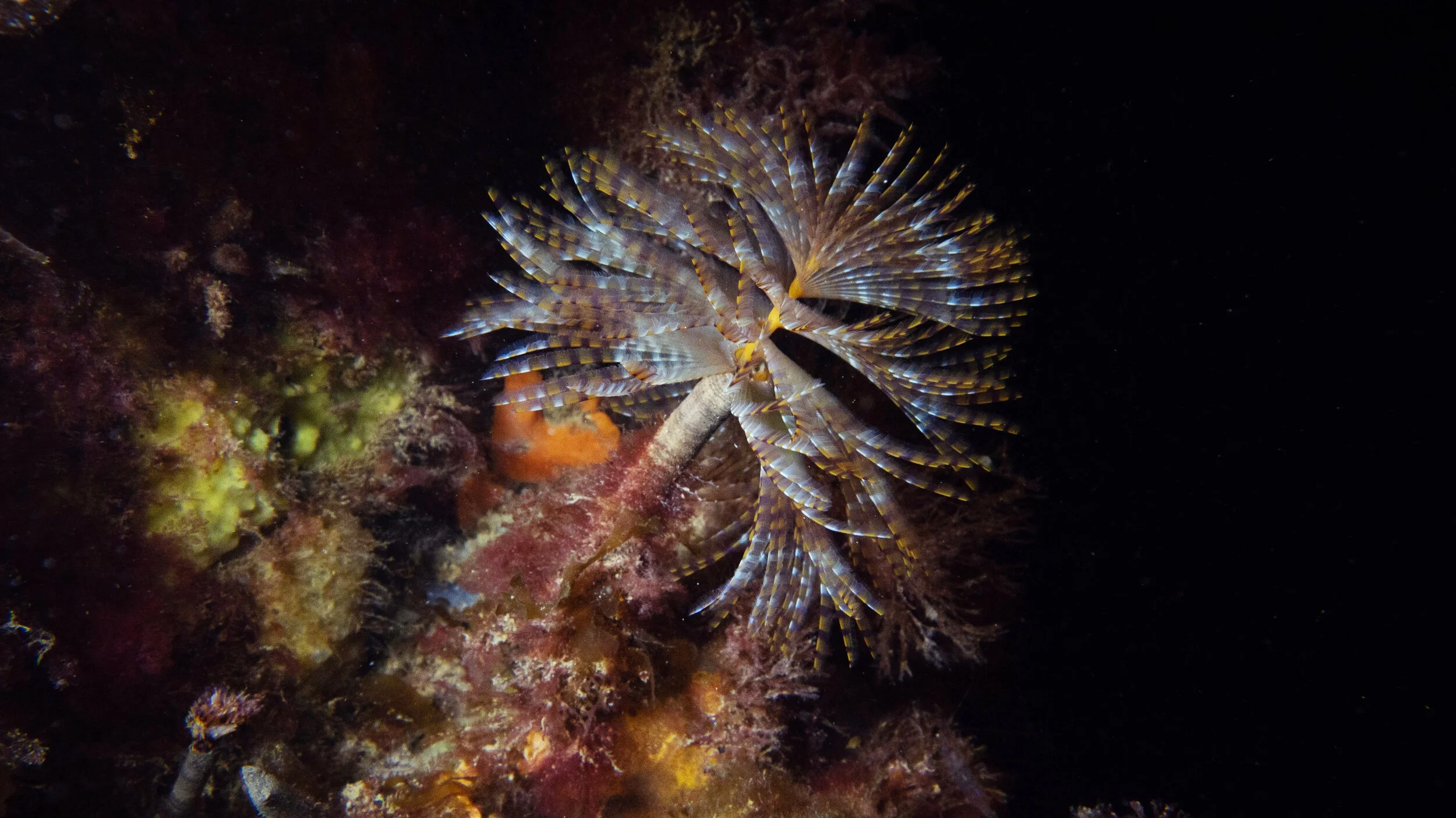 Southern Fan Worm | Great Southern Reef