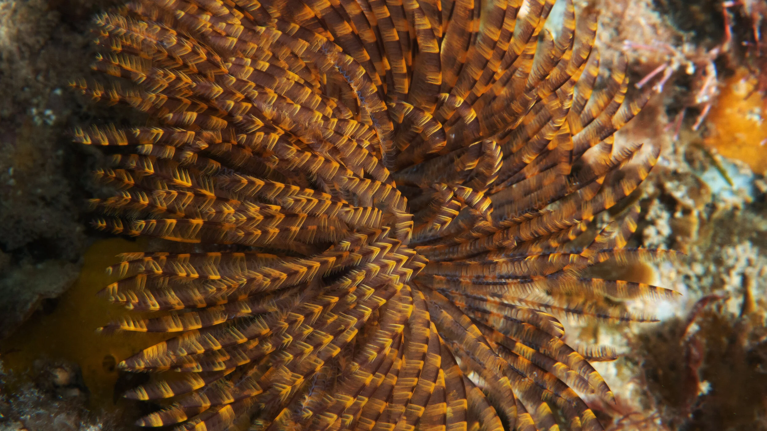 Southern Fan Worm | Great Southern Reef