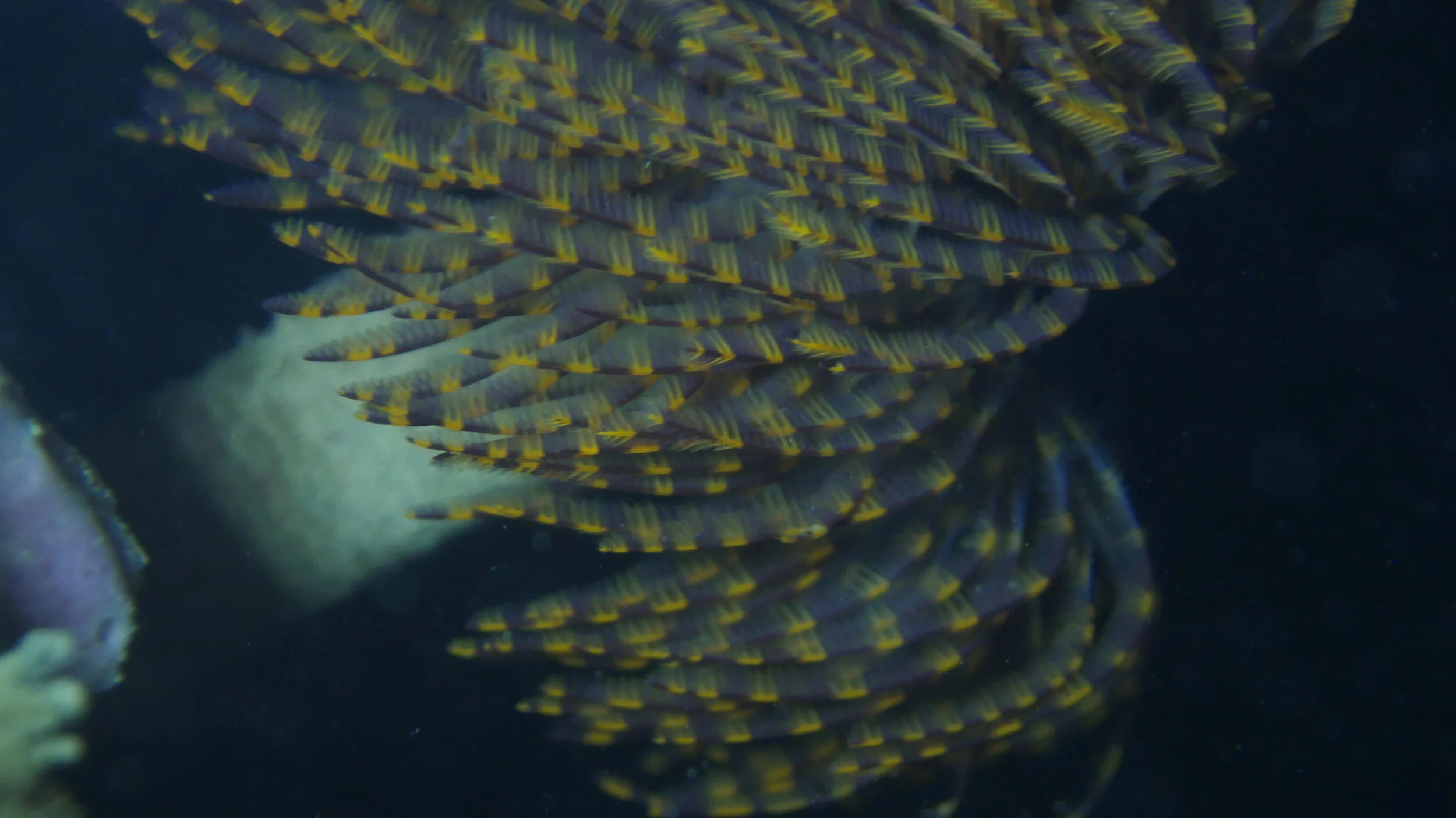 Southern Fan Worm | Great Southern Reef