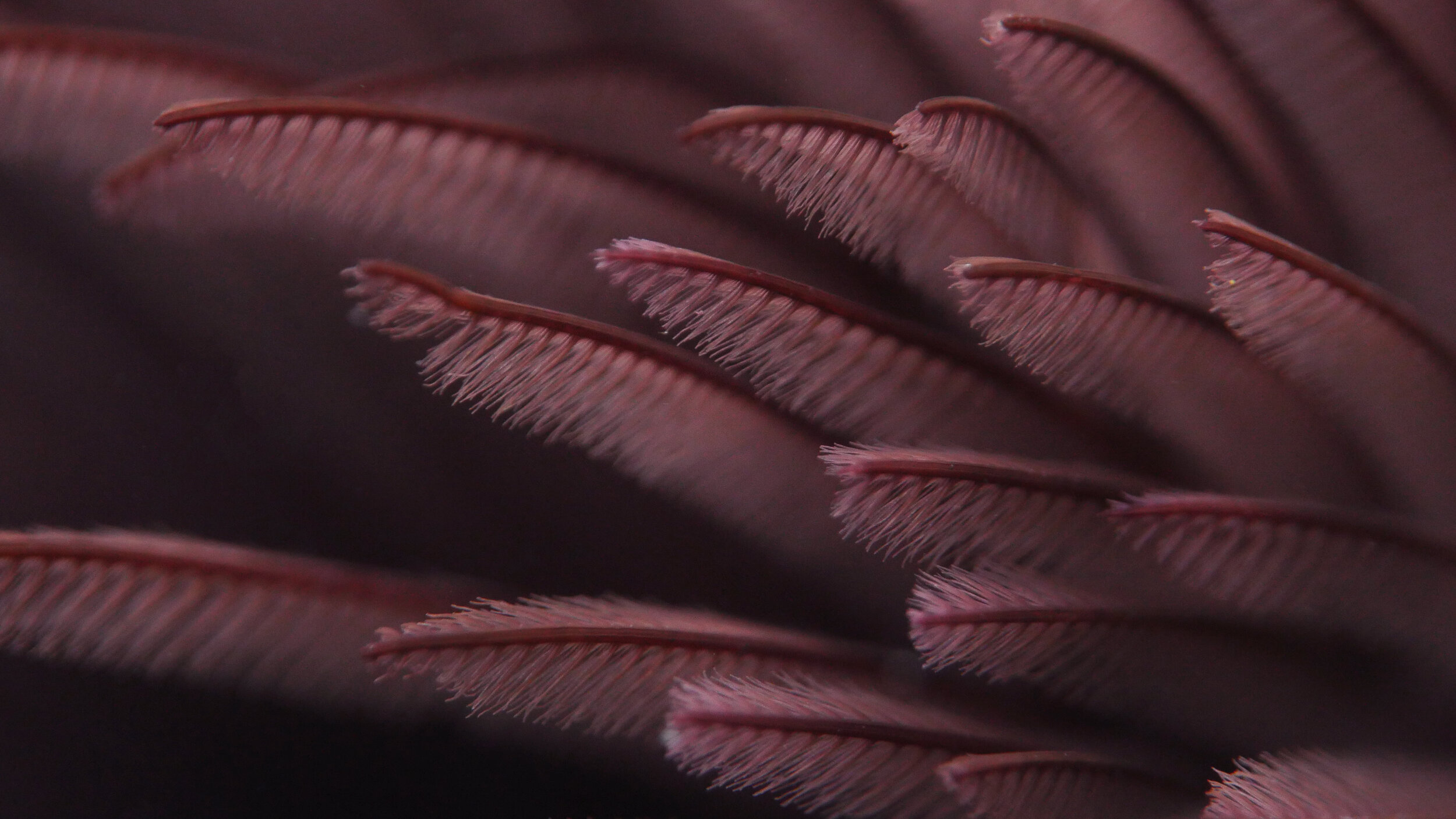 Southern Fan Worm | Great Southern Reef