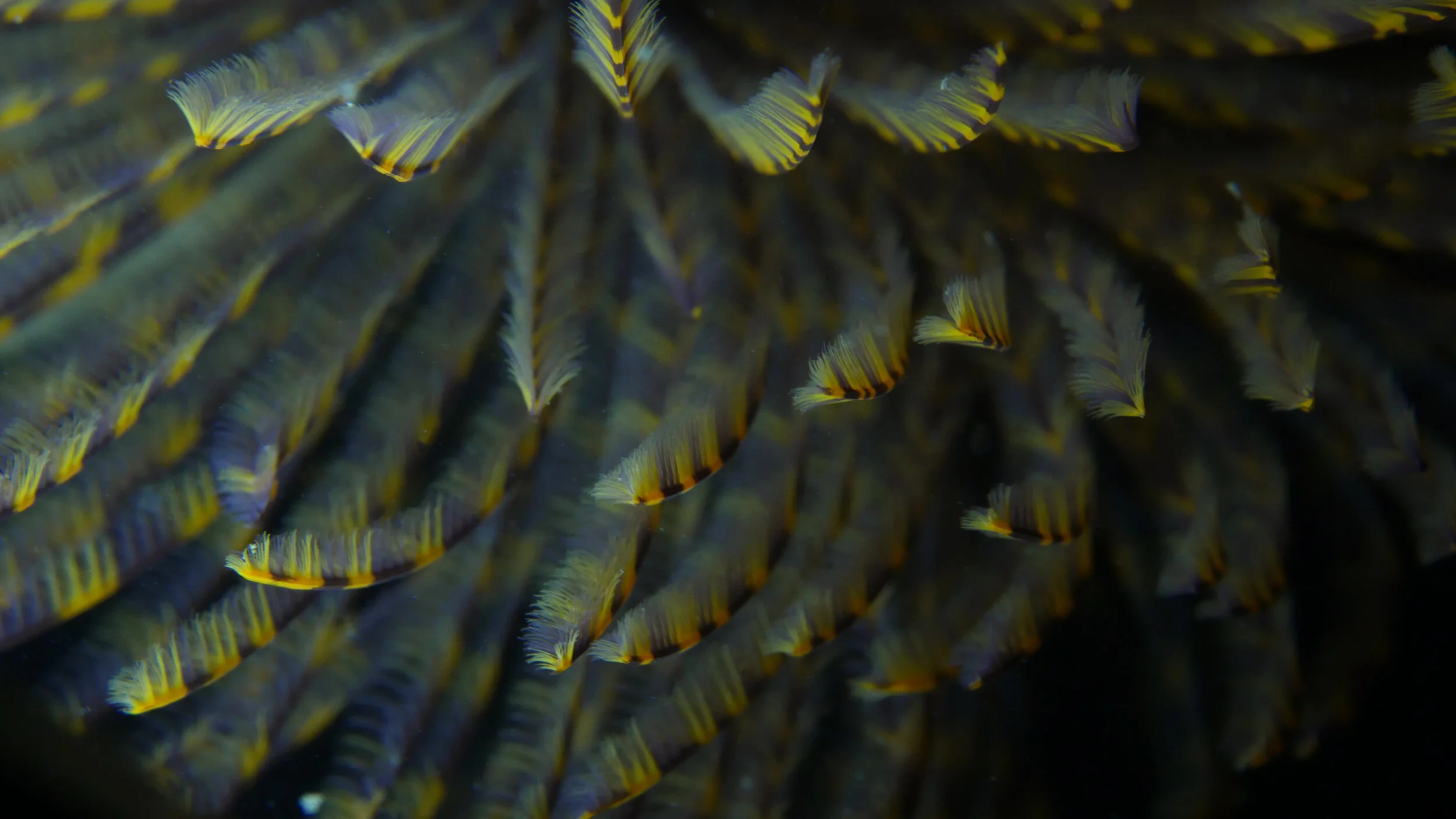 Southern Fan Worm | Great Southern Reef