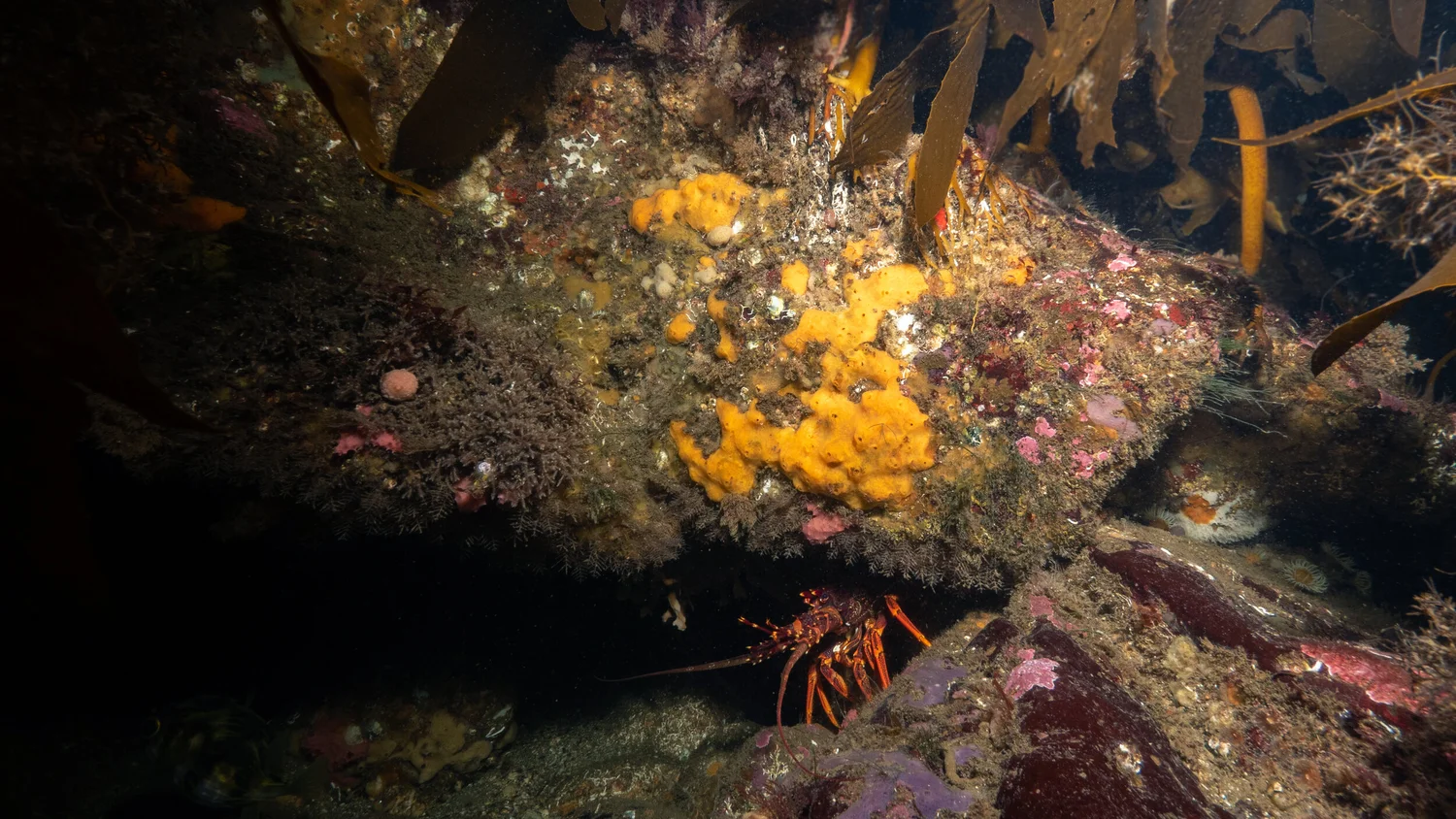 Southern Rock Lobster | Great Southern Reef