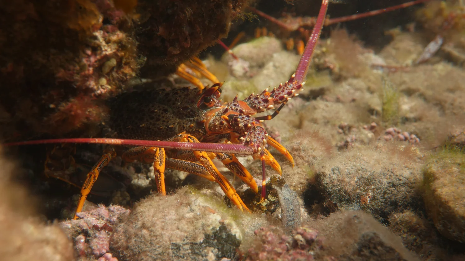 Southern Rock Lobster | Great Southern Reef