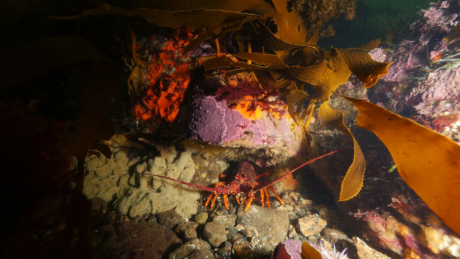 Southern Rock Lobster | Great Southern Reef