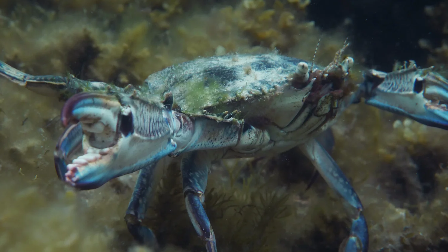 Blue Swimmer Crab | Great Southern Reef