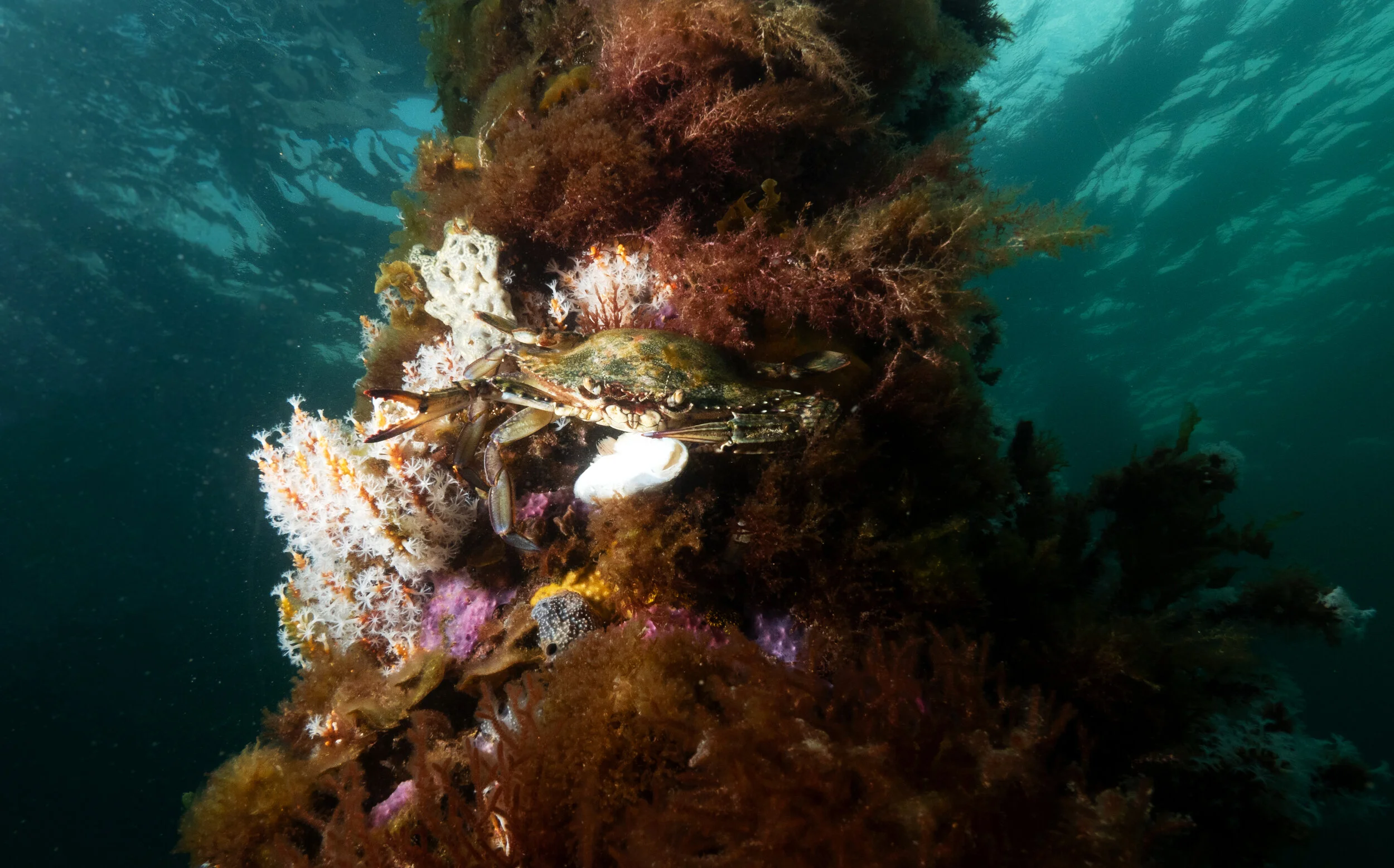 Blue Swimmer Crab | Great Southern Reef