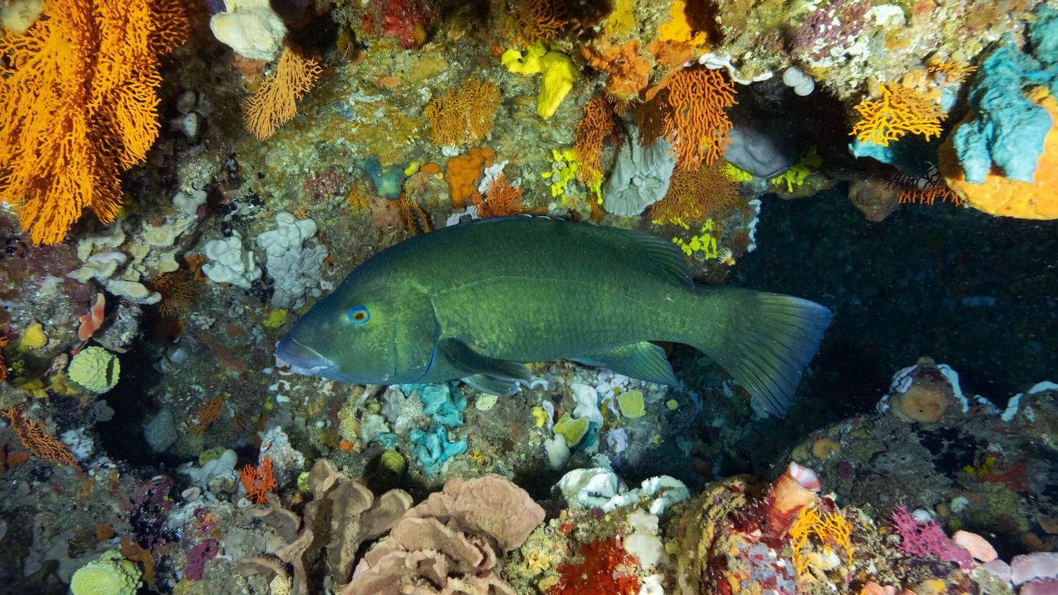 Western Blue Groper | Great Southern Reef