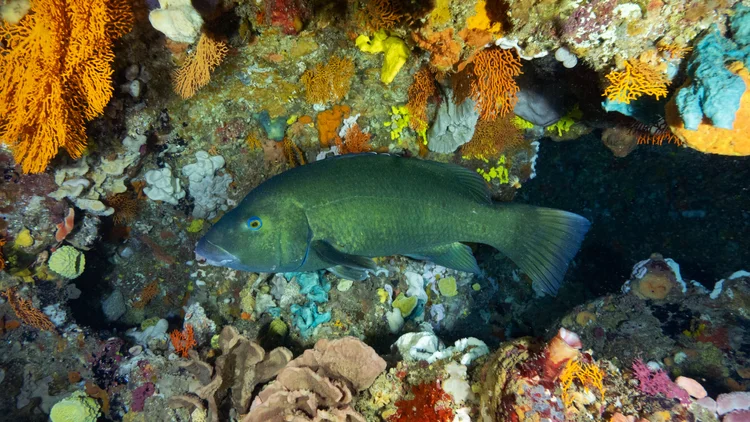 Western Blue Groper | Great Southern Reef