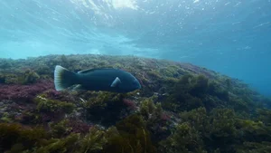 Western Blue Groper | Great Southern Reef