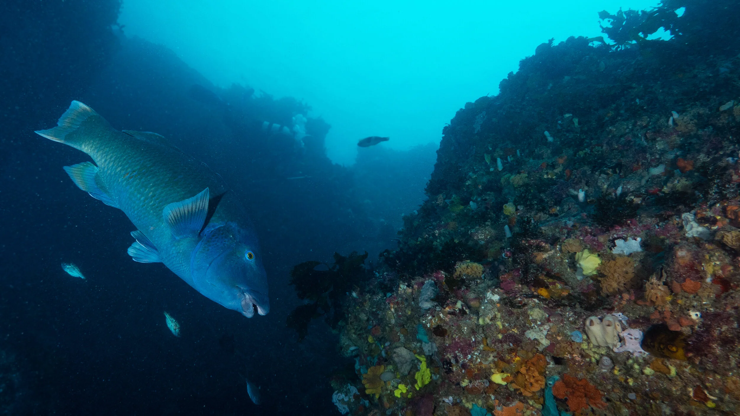 Western Blue Groper | Great Southern Reef