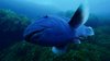 Western Blue Groper | Great Southern Reef