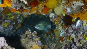 Western Blue Groper | Great Southern Reef