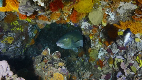 Western Blue Groper | Great Southern Reef