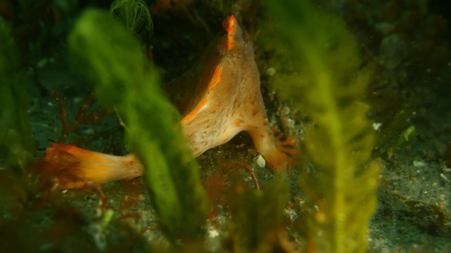 Red Handfish | Great Southern Reef
