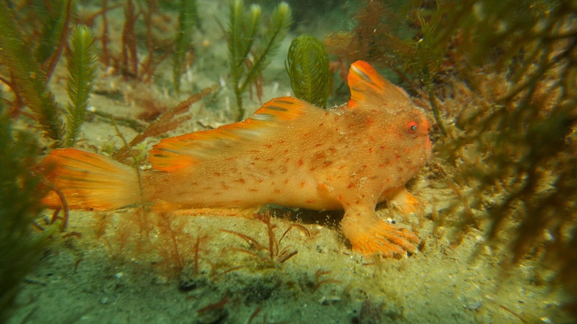 Red Handfish | Great Southern Reef