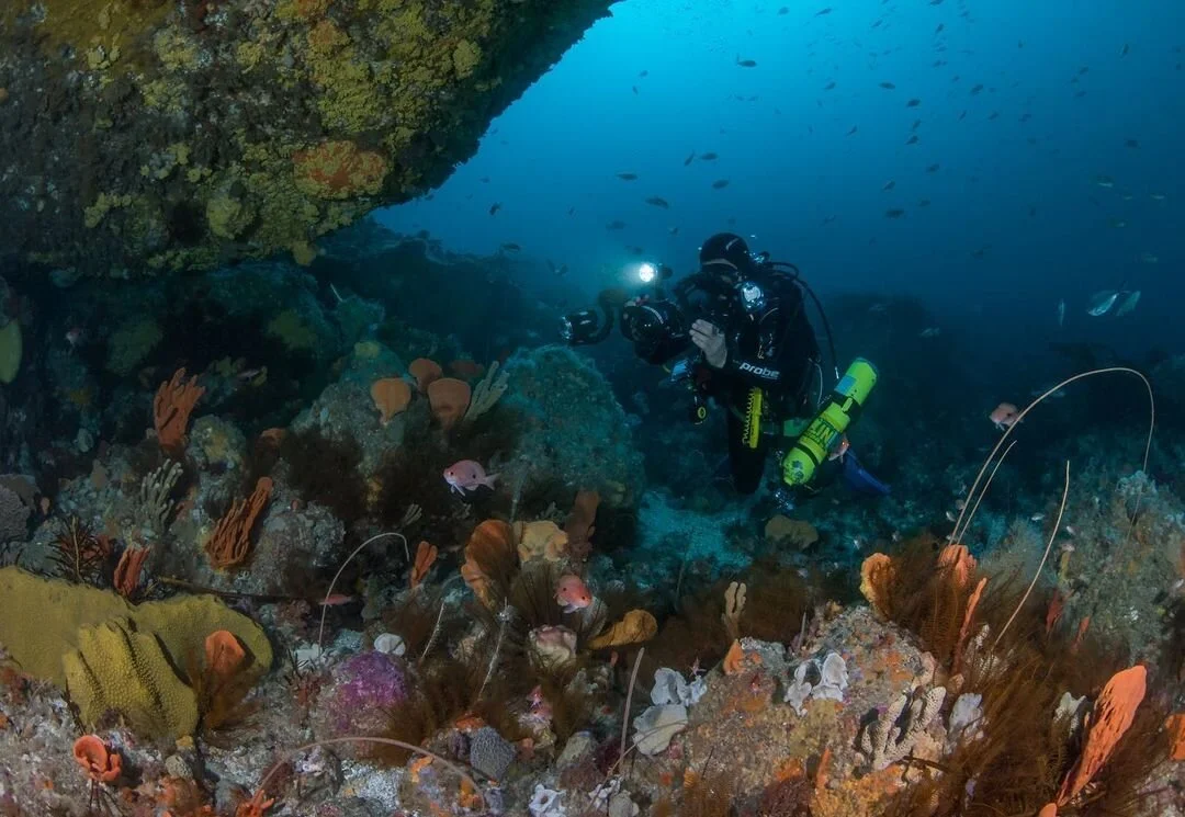 PEOPLE | Great Southern Reef