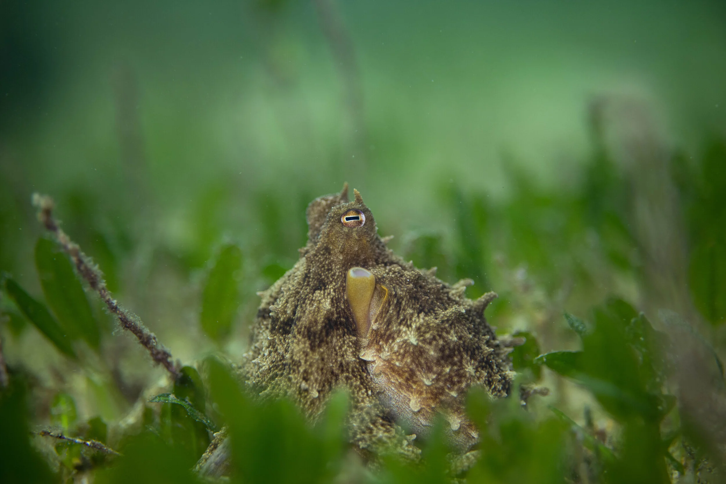Food Webs | Great Southern Reef