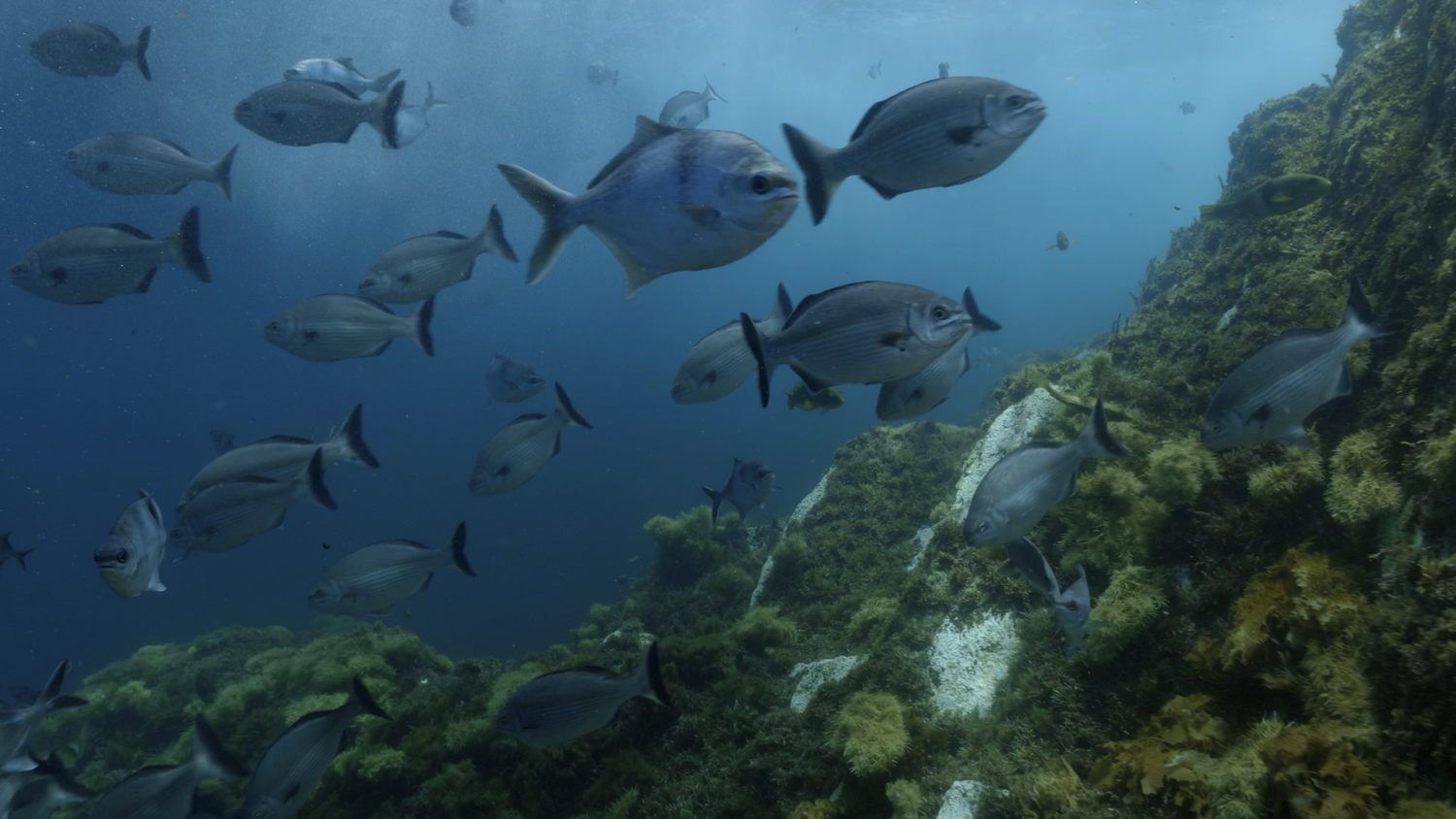 Food Webs | Great Southern Reef