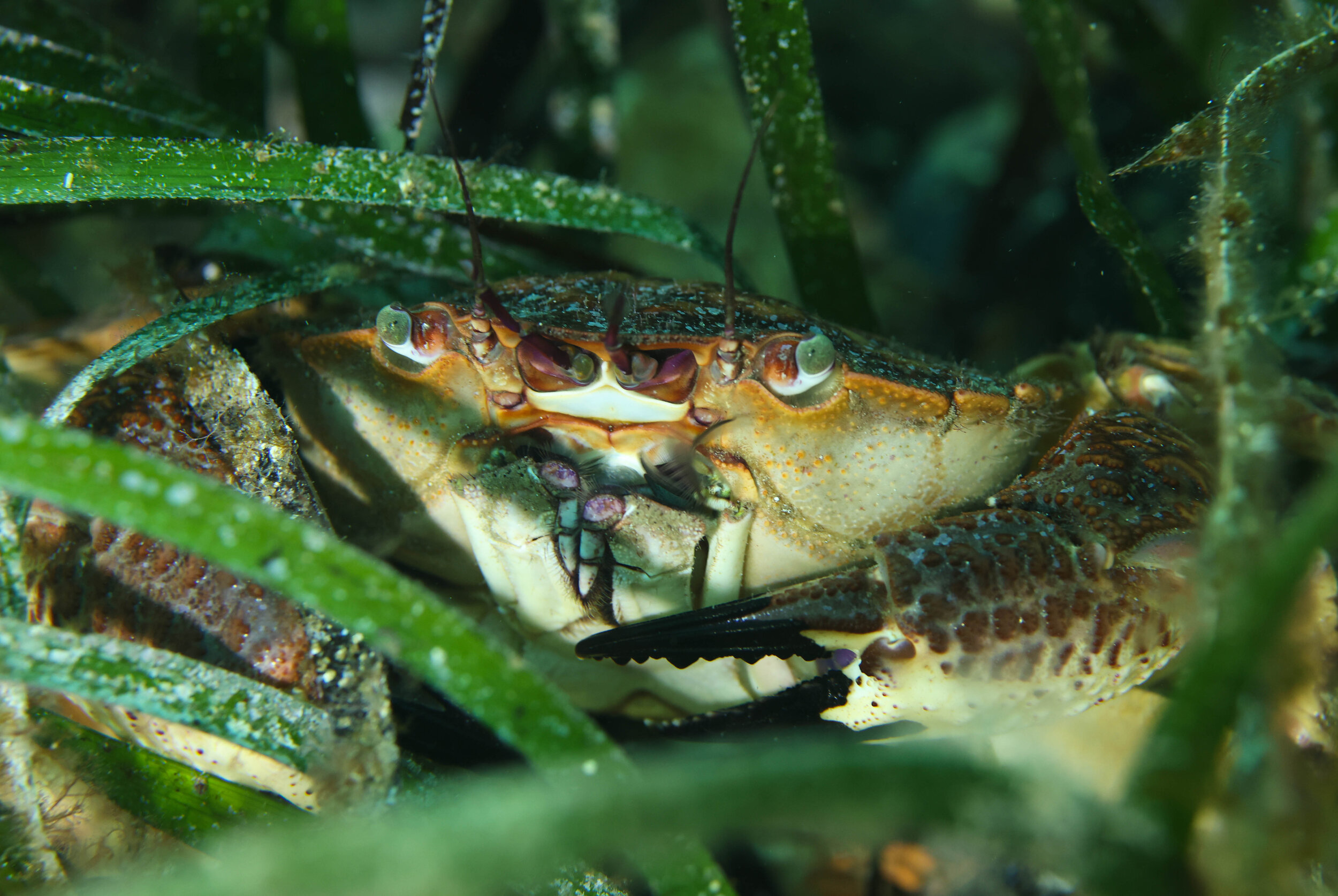 Food Webs | Great Southern Reef