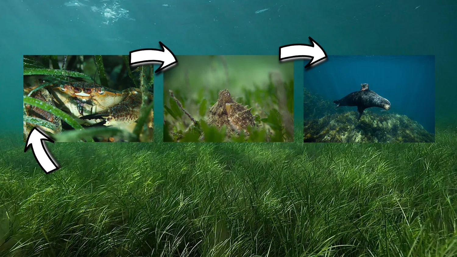 Food Webs | Great Southern Reef