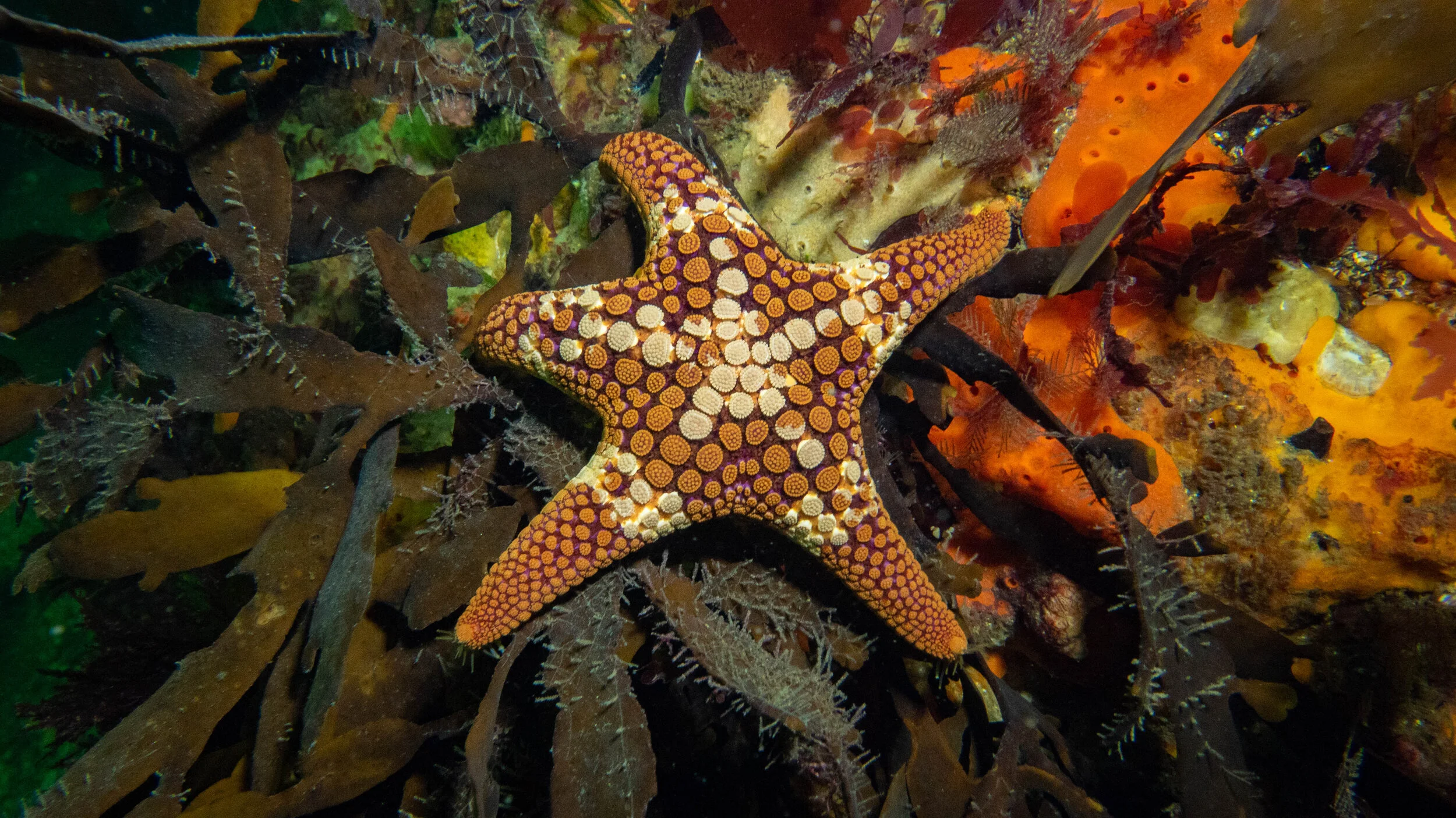 Food Webs | Great Southern Reef