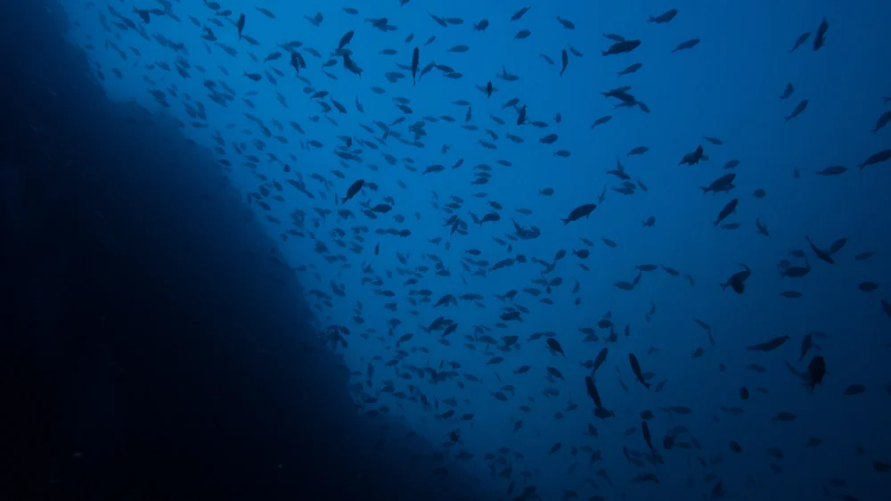 Food Webs | Great Southern Reef