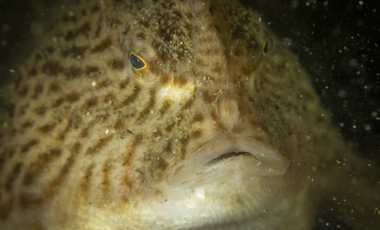 Spotted Handfish | Great Southern Reef
