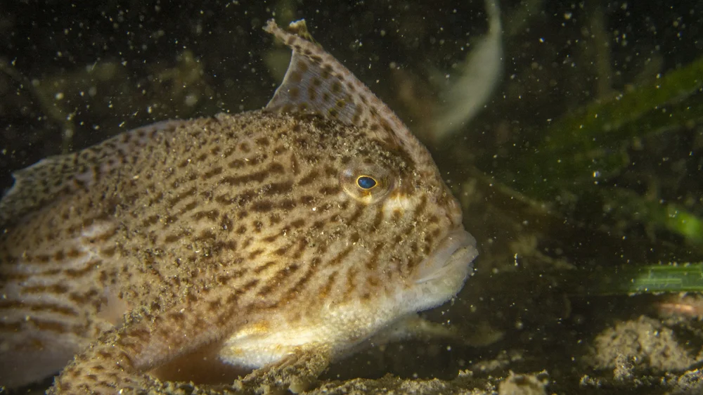 Fish | Great Southern Reef