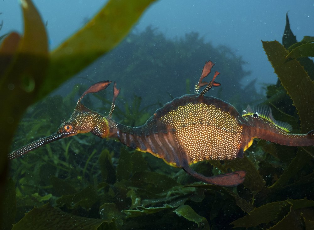 Weedy Seadragon | Great Southern Reef