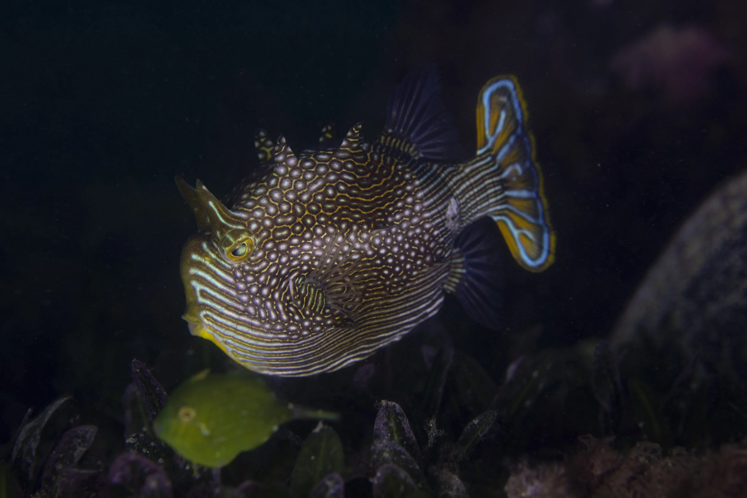 Boxfish | Great Southern Reef