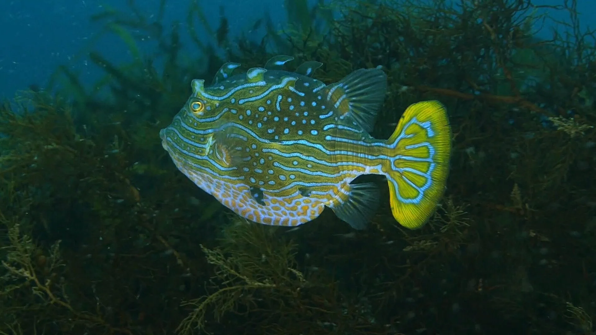 Boxfish | Great Southern Reef