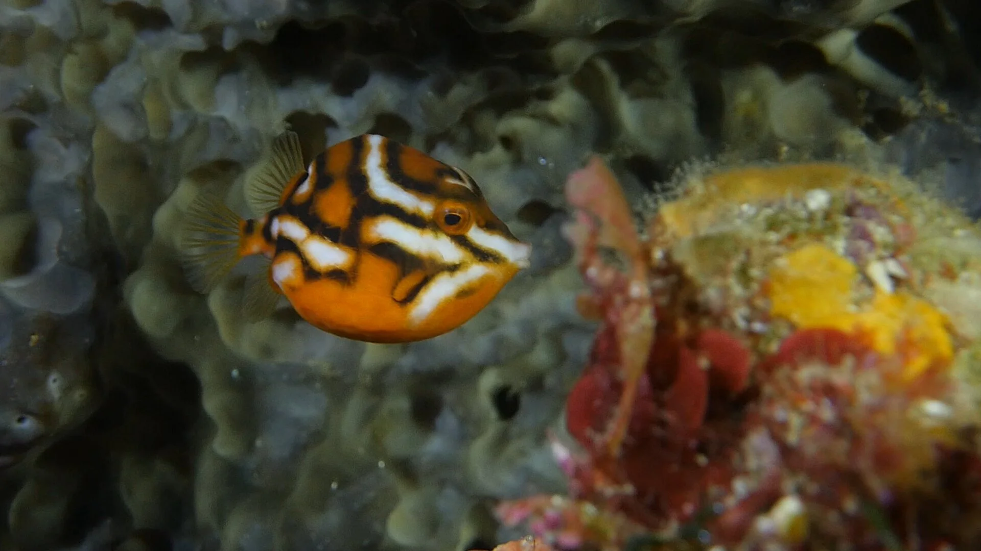 MARINE LIFE | Great Southern Reef