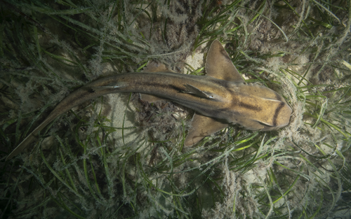 Port Jackson Shark | Great Southern Reef