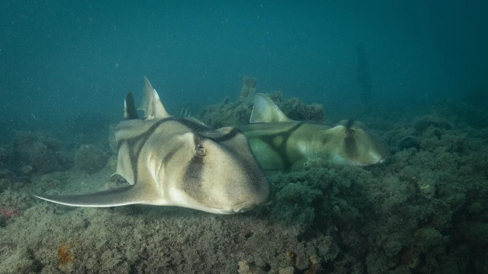 Port Jackson Shark | Great Southern Reef