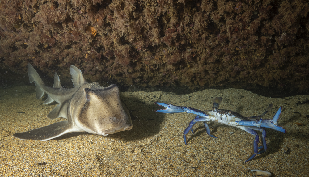 Port Jackson Shark | Great Southern Reef