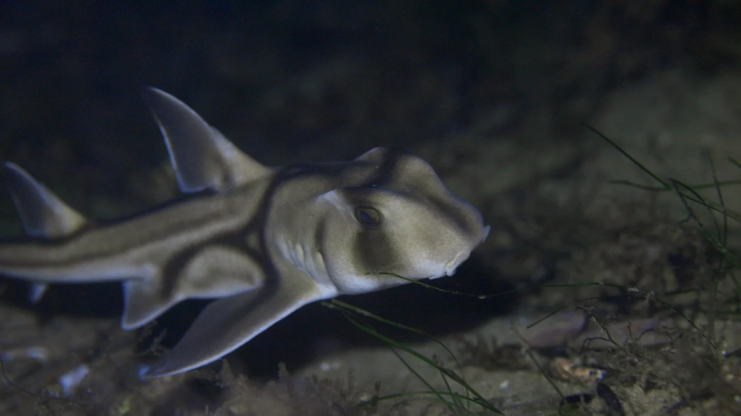 Port Jackson Shark | Great Southern Reef